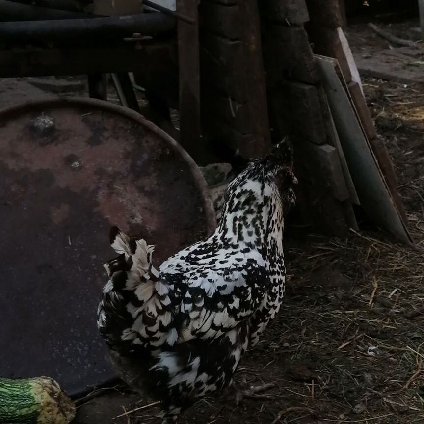 Куры Павловские, серебро