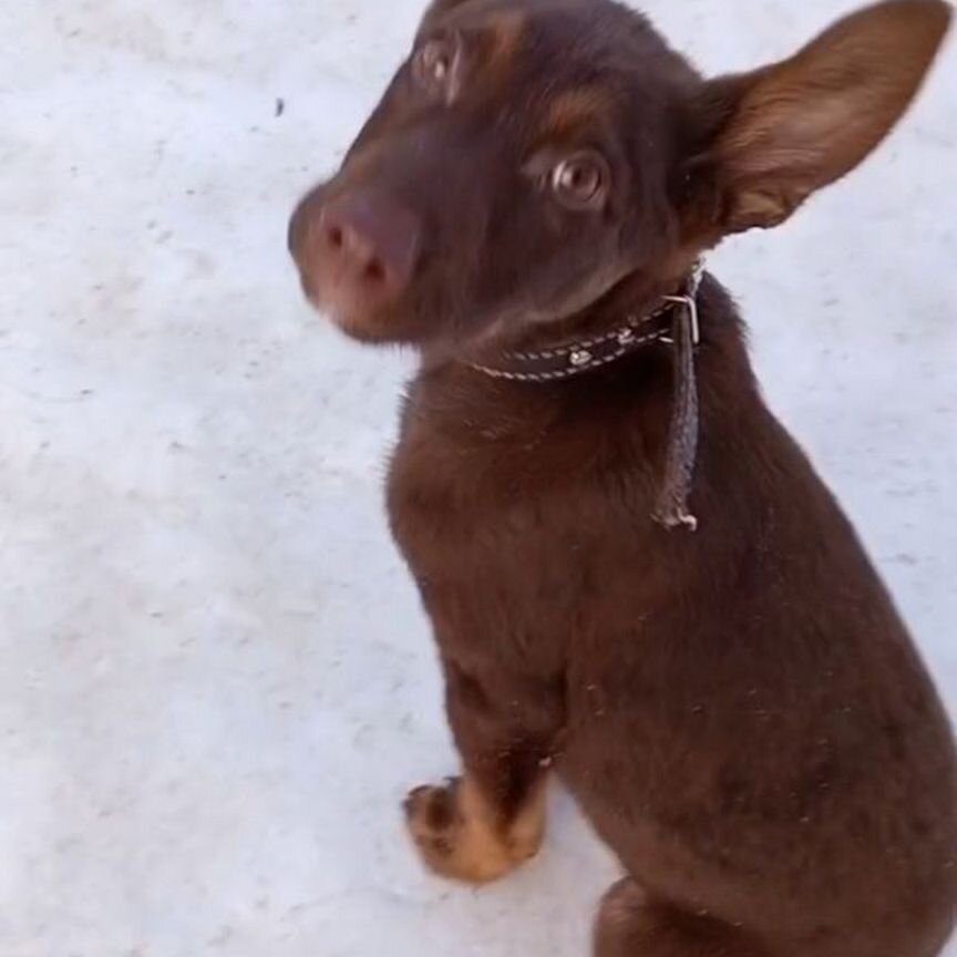 Щенок в добрые руки