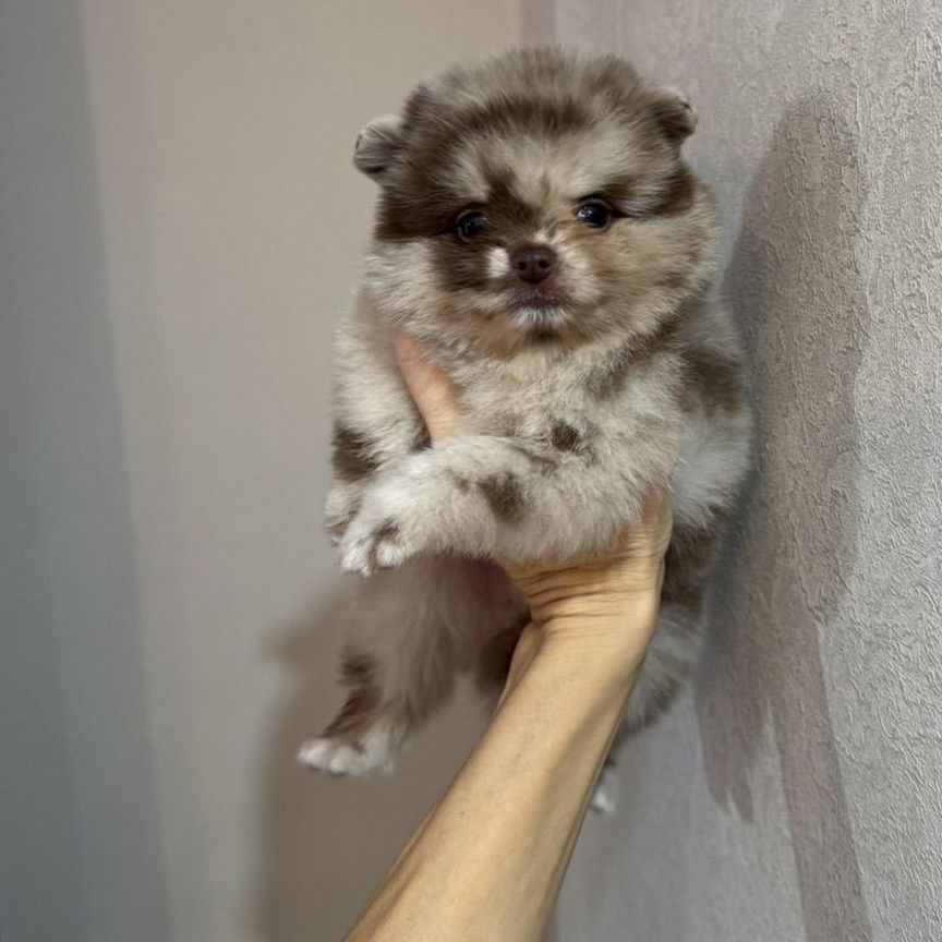 Померанский шпиц, щенок