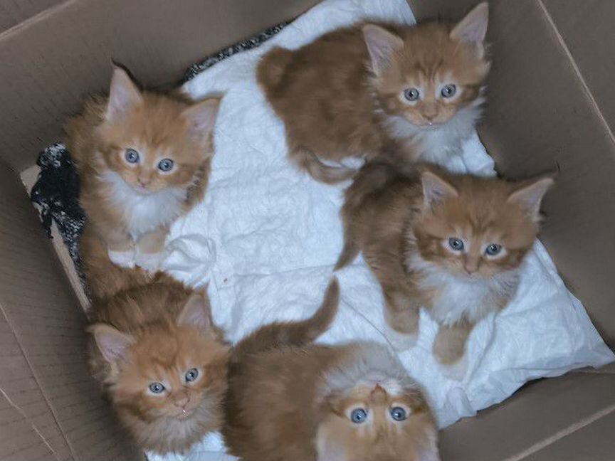 Продаю котят Мейн-кун