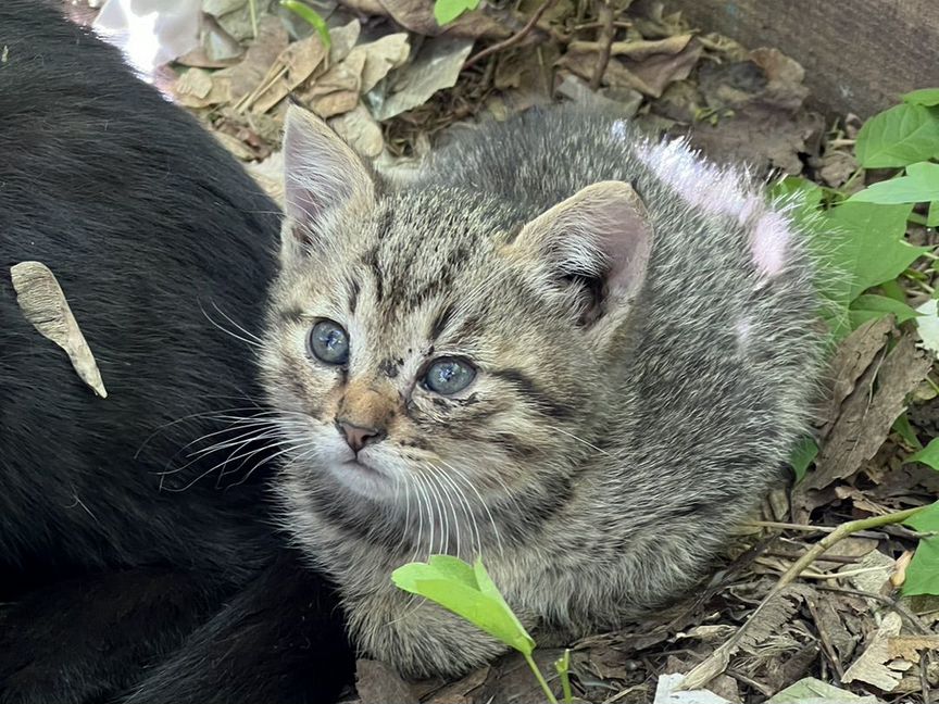 Котенок