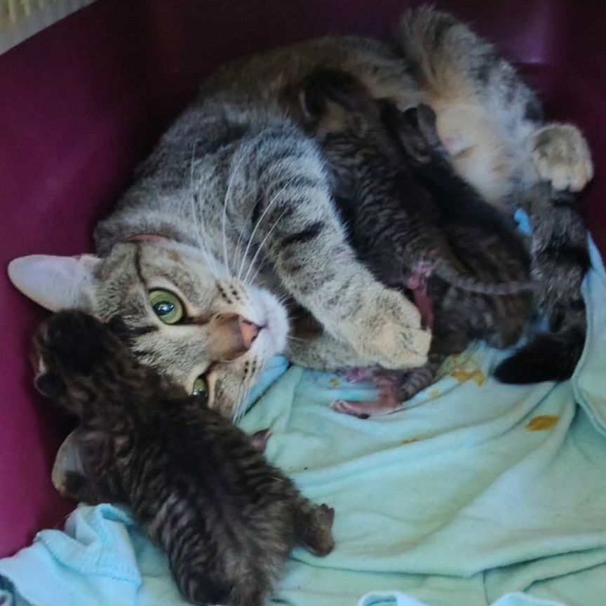 Котята в добрые руки бесплатно