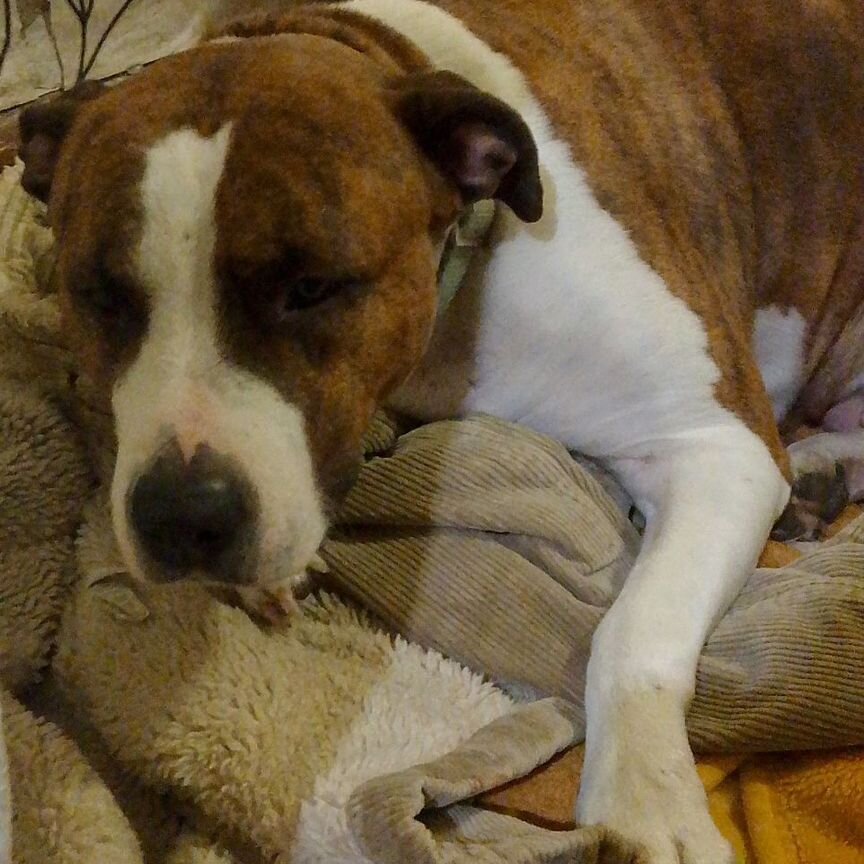 Стаффордширский бультерьер, взрослая собака