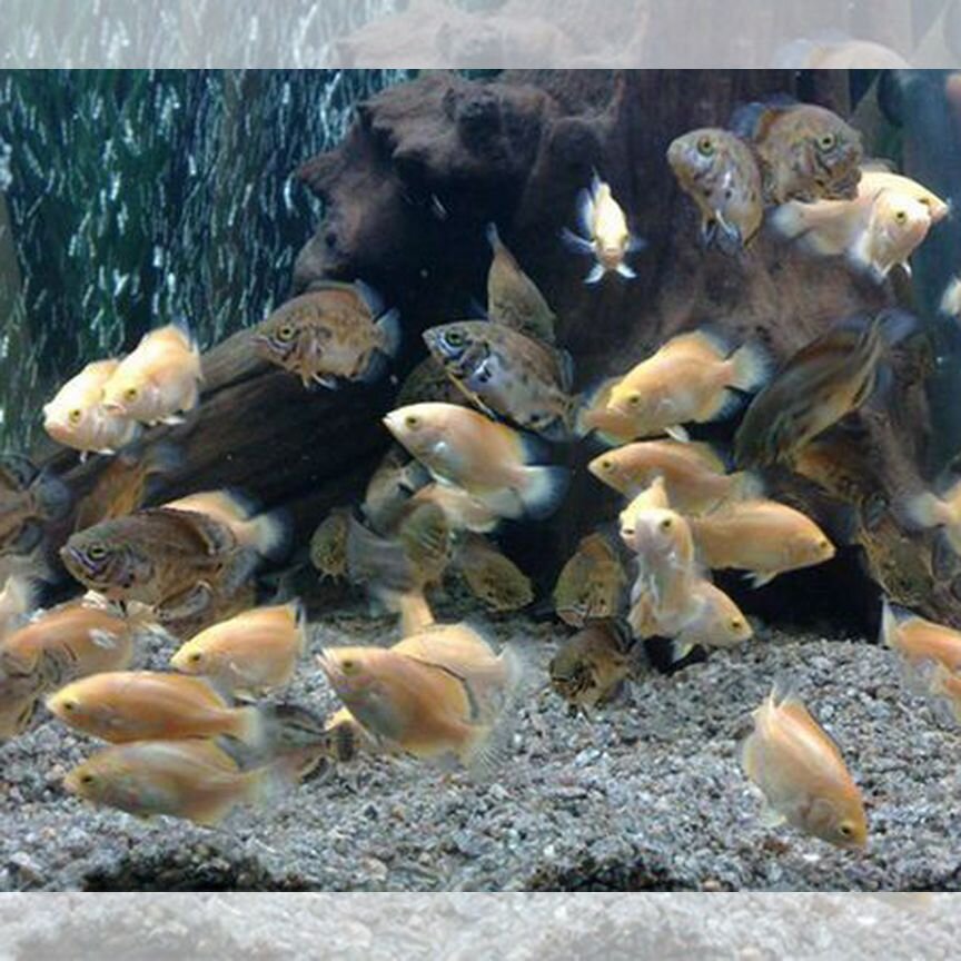 Астронотусы