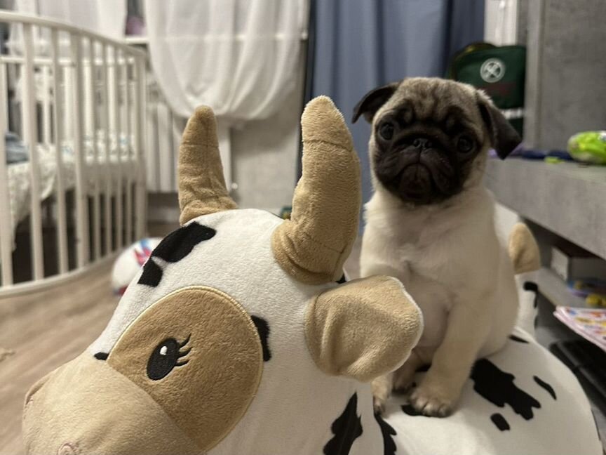 Щенок мопса мальчик