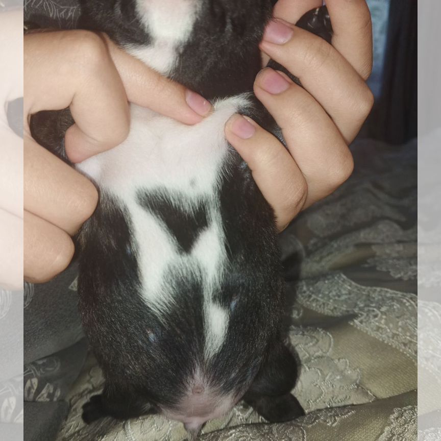 Щенки французского бульдога