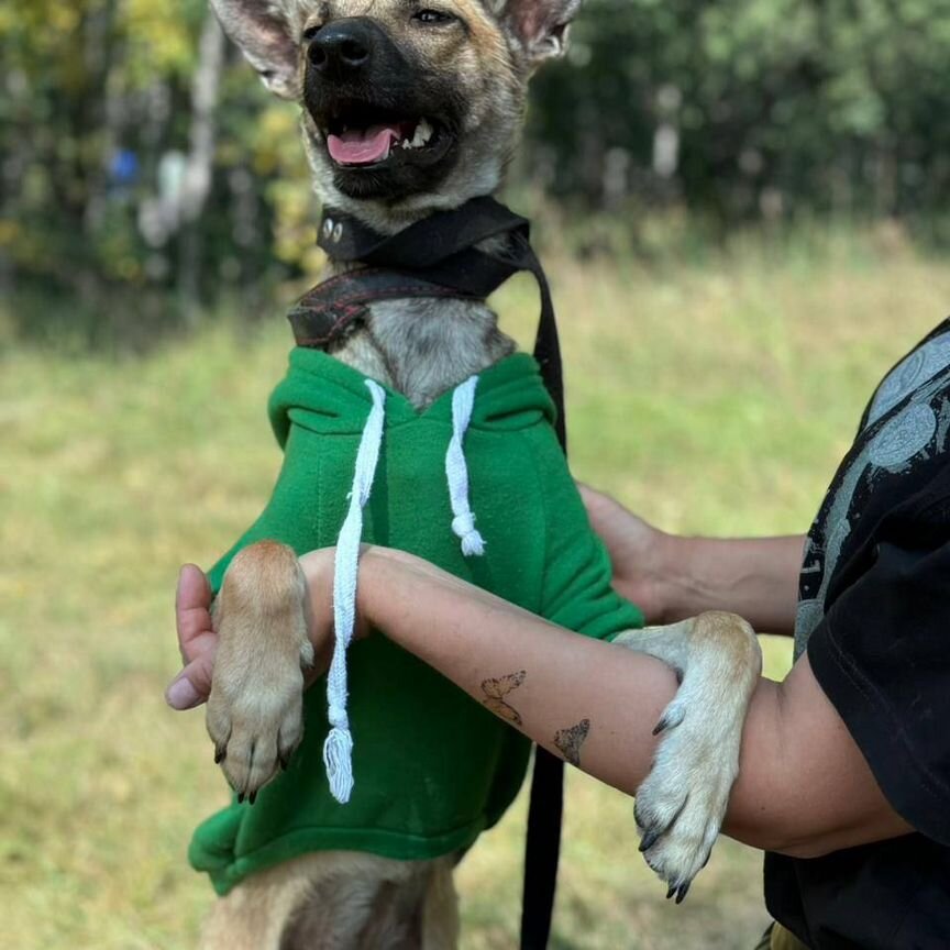 Креветка-позитивный щенок из приюта ищет семью