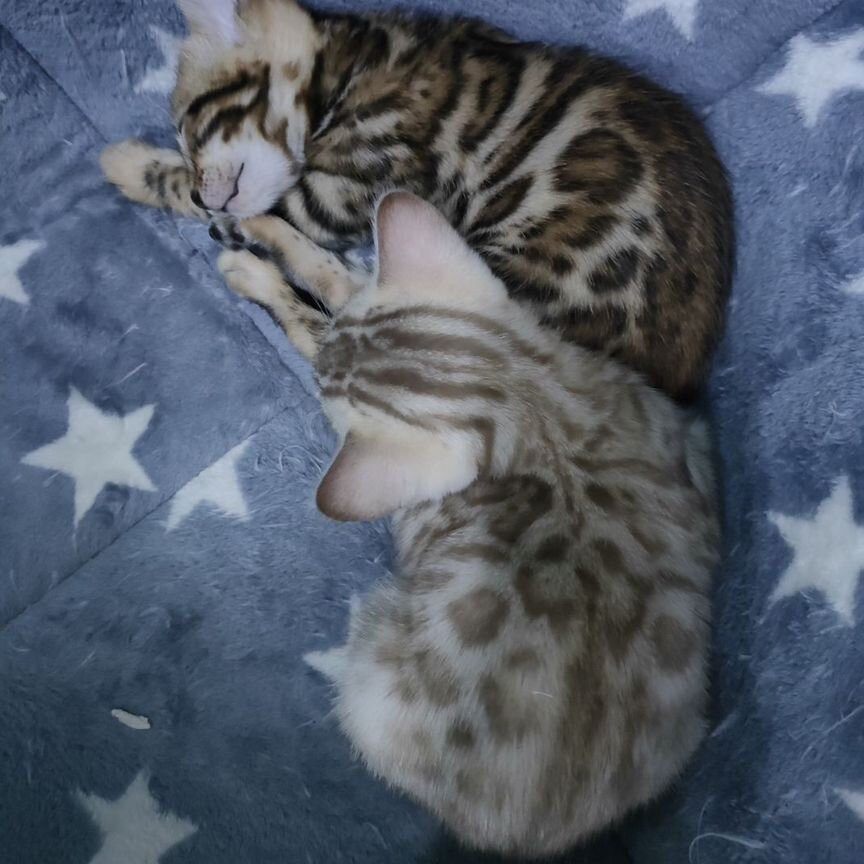 Бенгальские котята