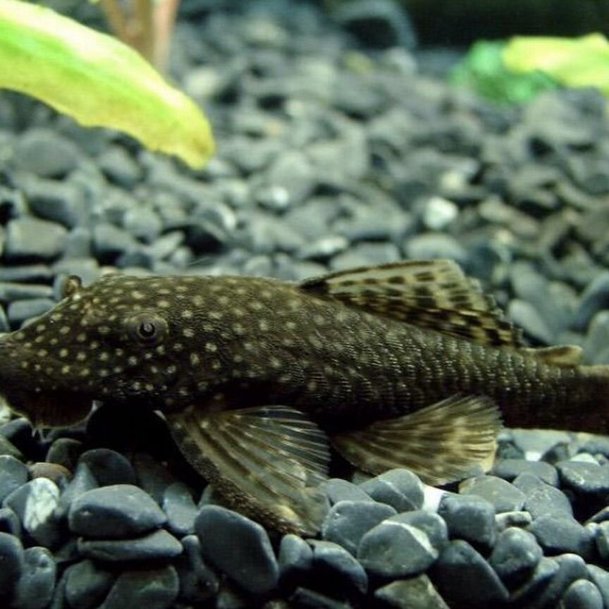 Анциструс сомик