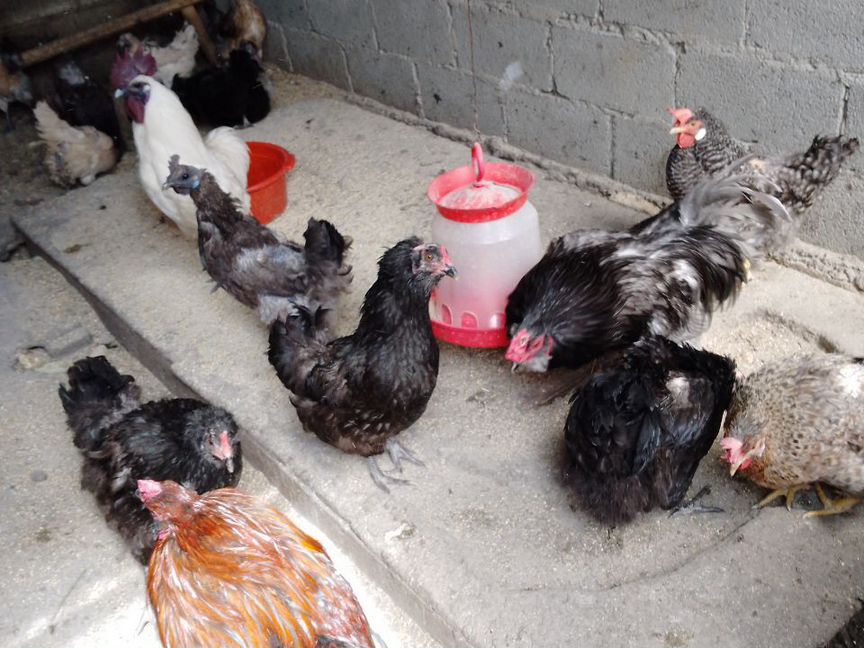 Куры домашние