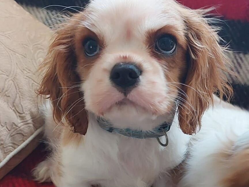 Кавалер кинг чарльз спаниель