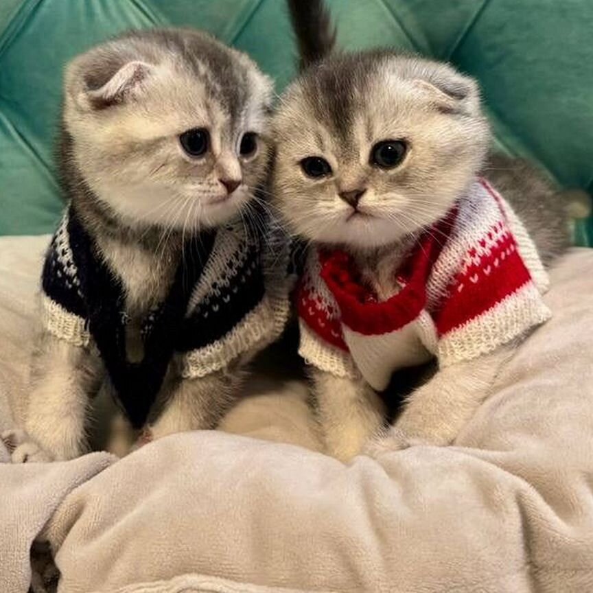 Шотландский вислоухий короткошёрстный котёнок