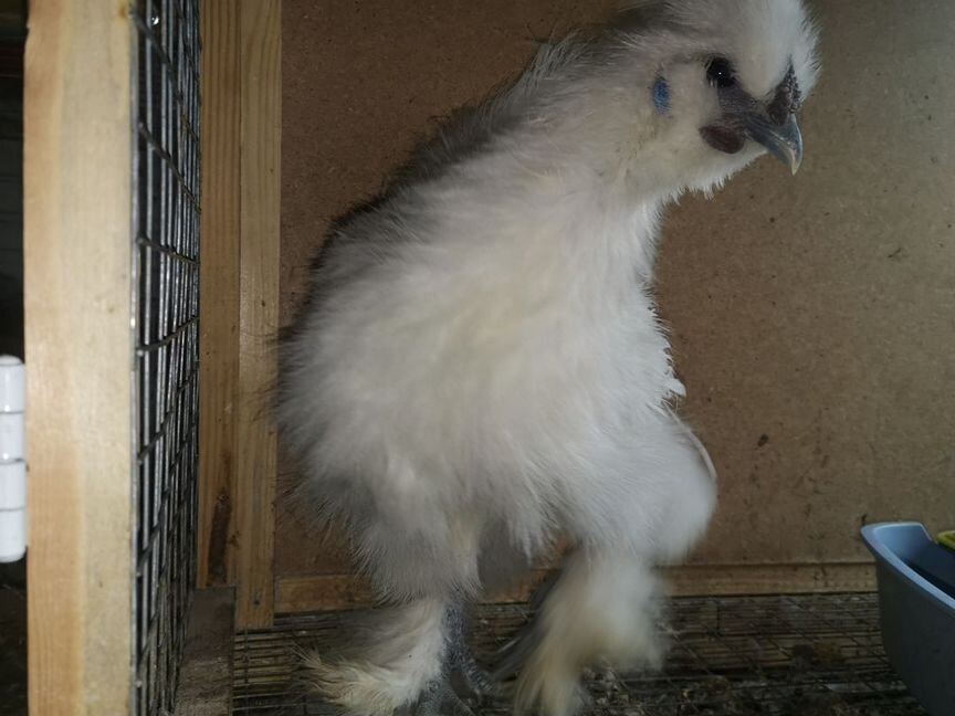 Петушки молодые Китайский шёлк