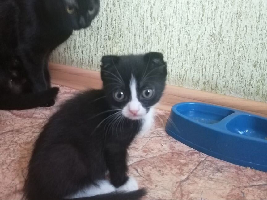 Котята в добрые руки бесплатно
