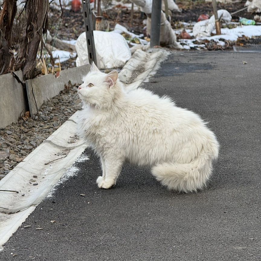 Котенок подросток (вроде кошечка)