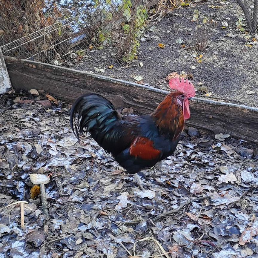 Петух и 4 курочки породы ухейилюй