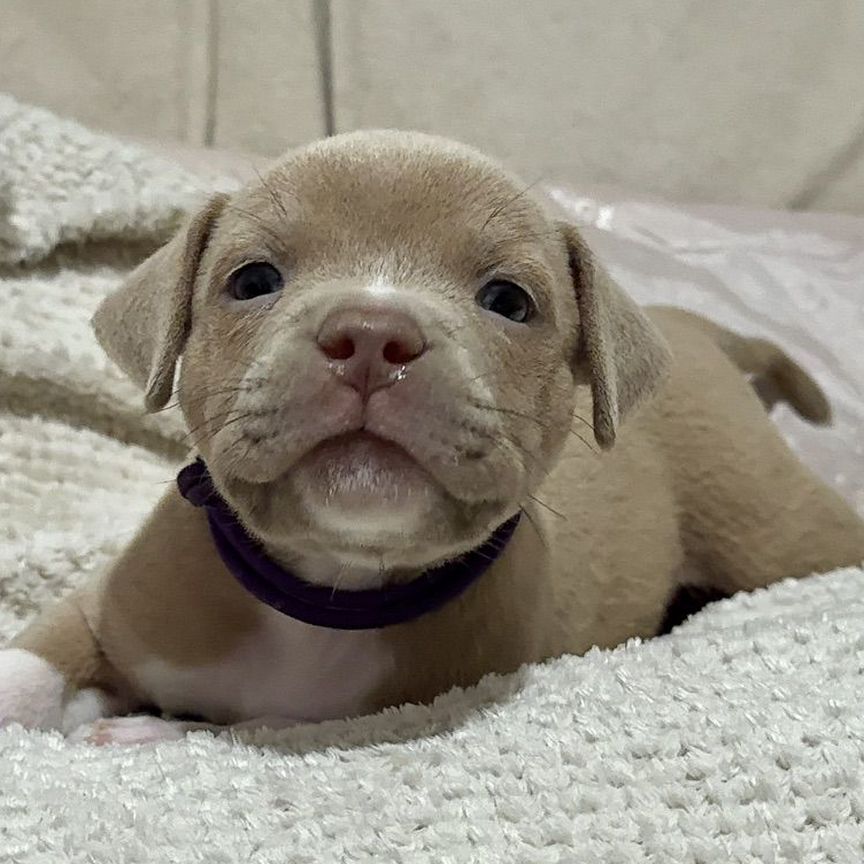 Американский булли, щенок