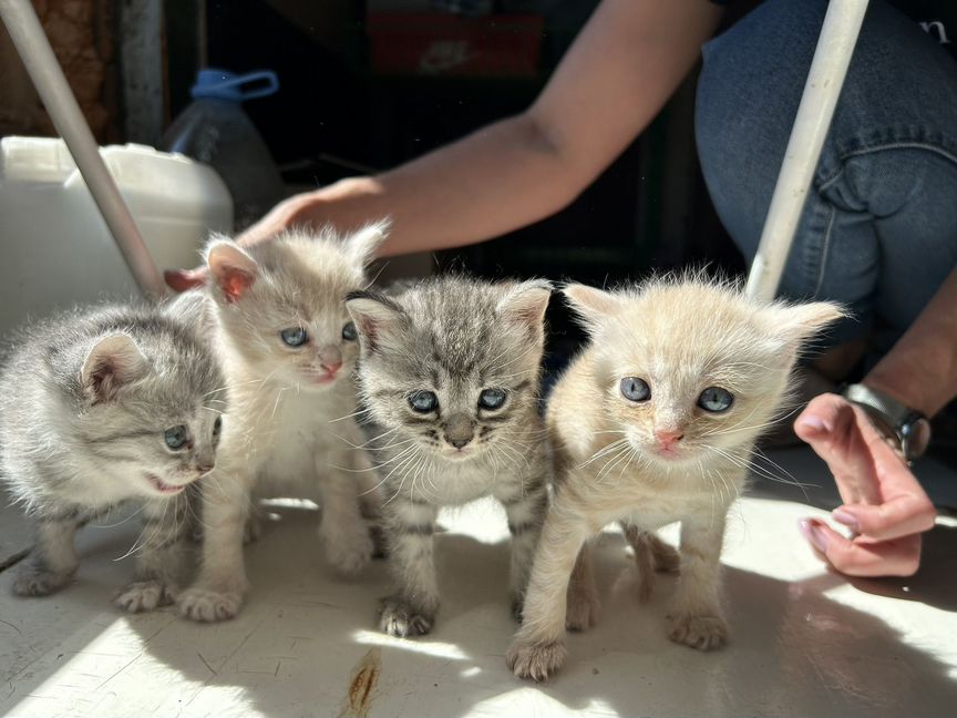 Котенок в добрые руки