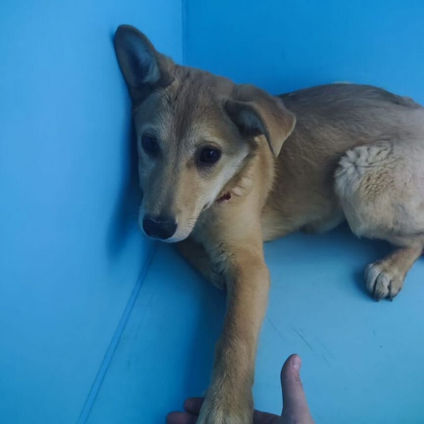 Дора, обратно в лес,заберите малышку в семью