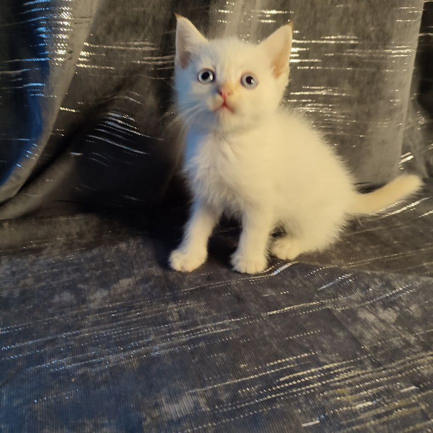 Котята домашние 2 месяца