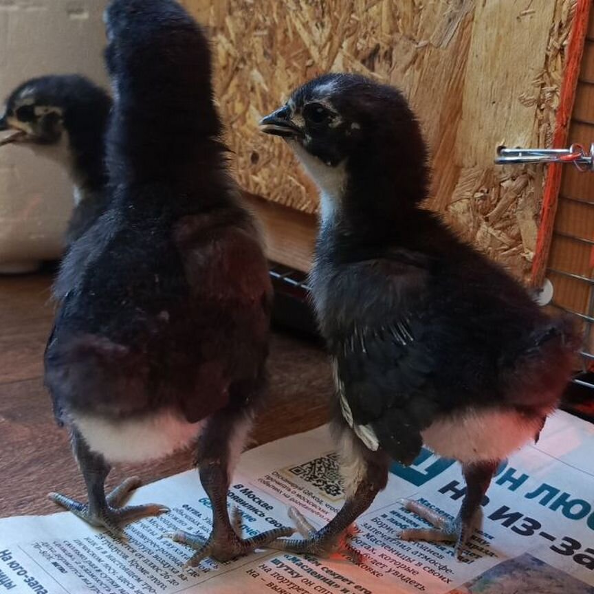 Цыплята суточные