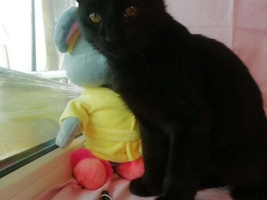 Котёнок