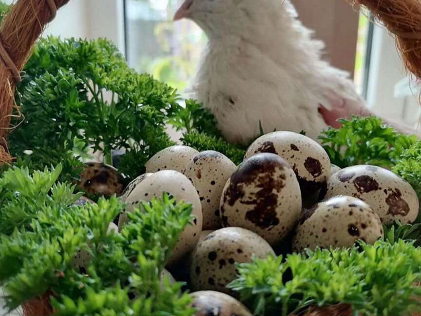 Яйцо перепелиное инкубационное и пищевое