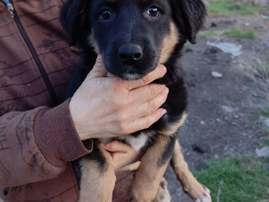 Собака в добрые руки щенок