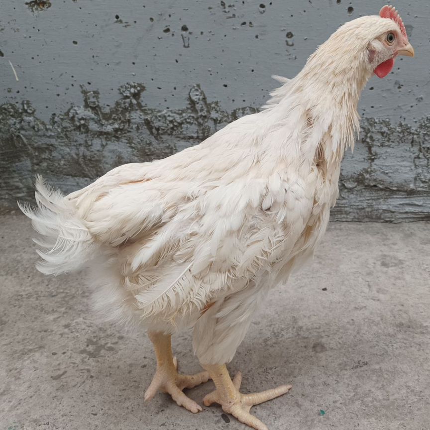 Петушки Ломан браун