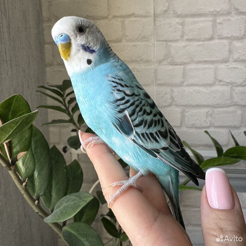 Волнистый попугай, птенцы ручные