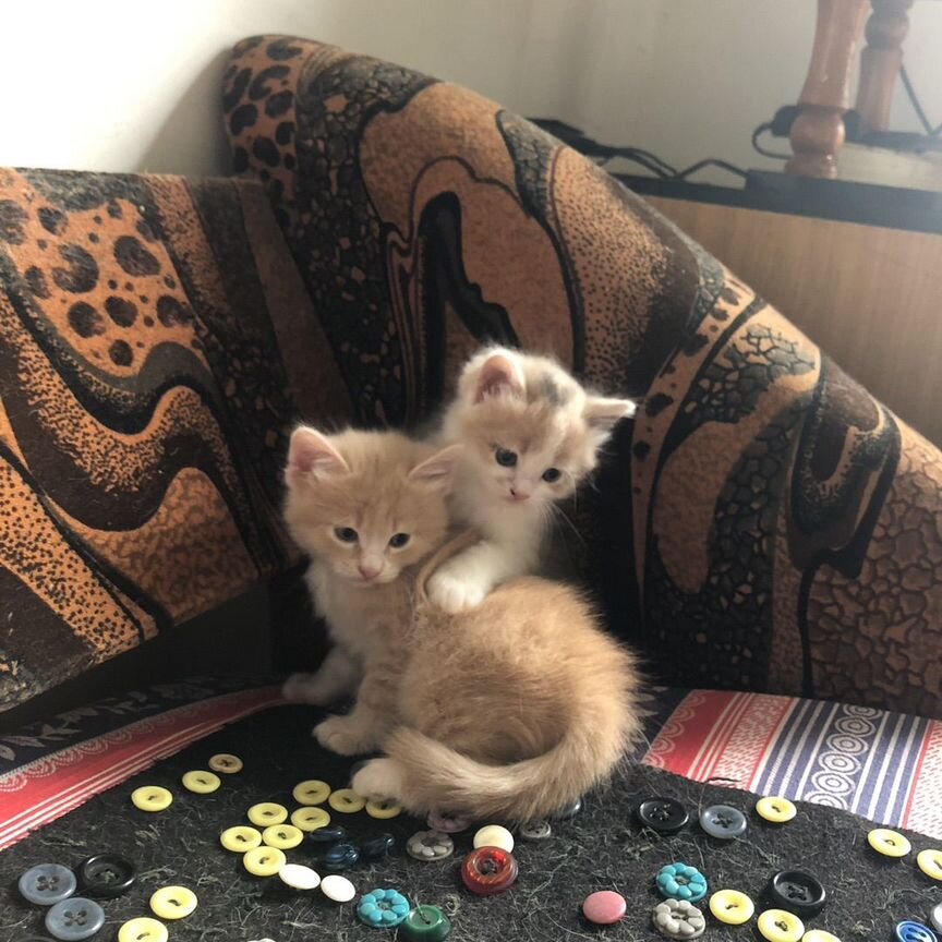 Котята в Михайловске