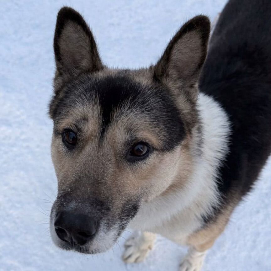 Западносибирская лайка, взрослый пёс