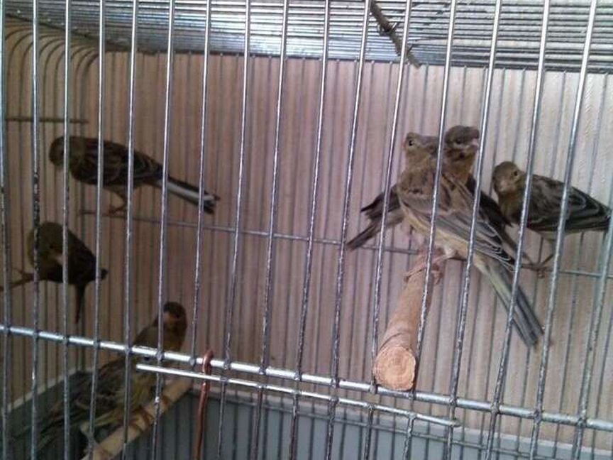 Певчие птицы
