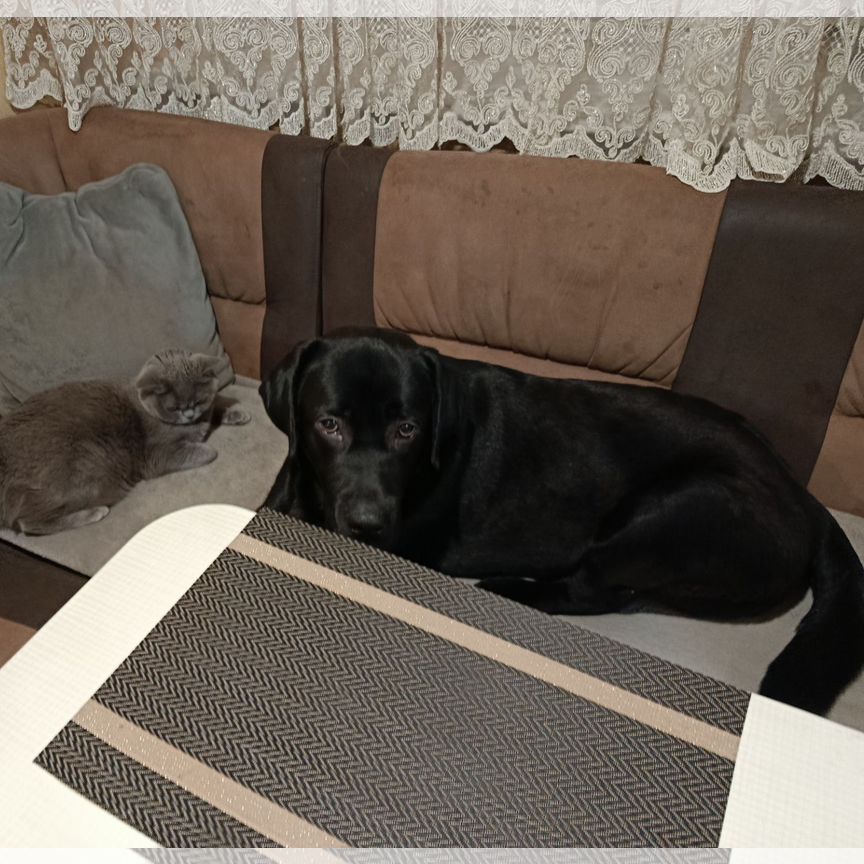 Лабрадор-ретривер, взрослый пёс