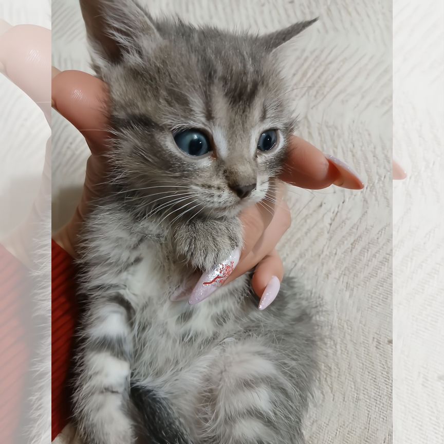 Охос азулес котёнок