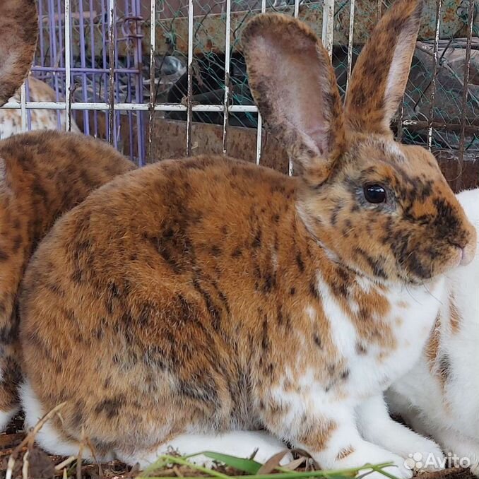 Кролик рекс, самка