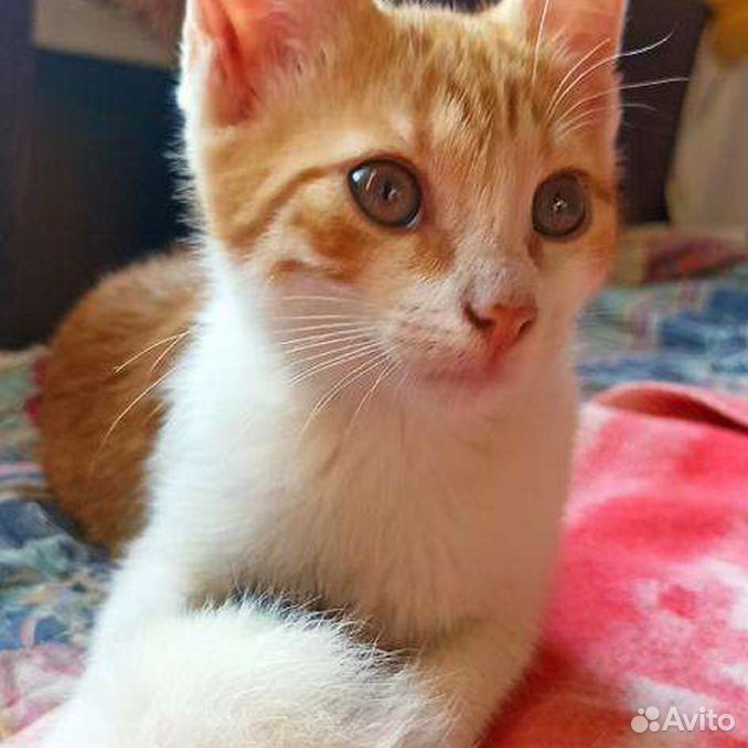 Котенок Чижик