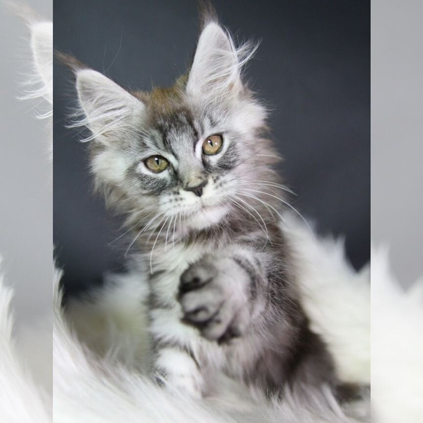 Мейн-кун котёнок