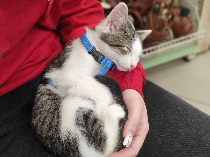 Ласковый мальчик ищет дом