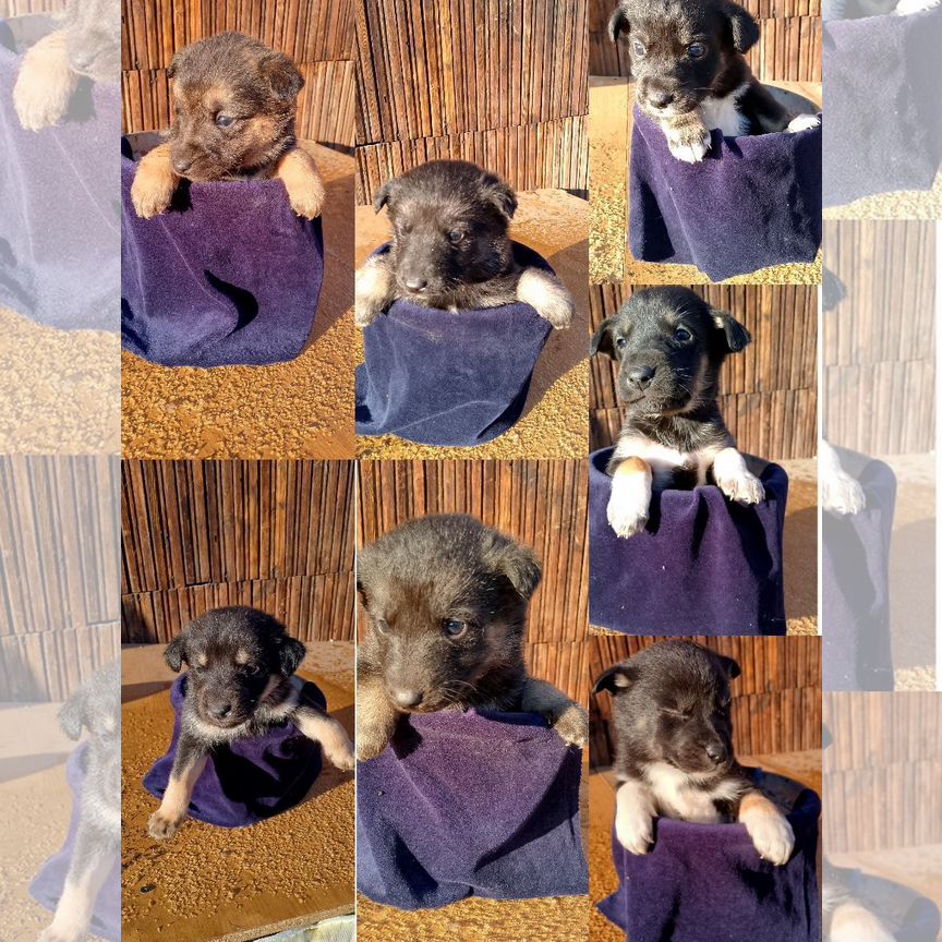 Щенок в добрые руки