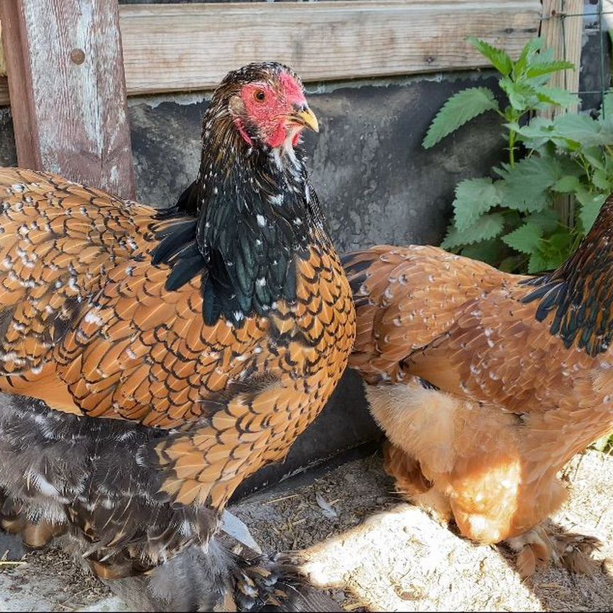 Куры Брама порцелян