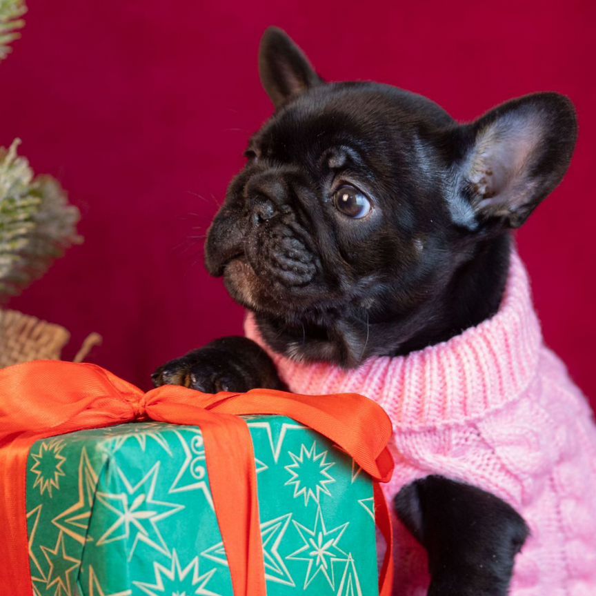 Французский бульдог, щенок