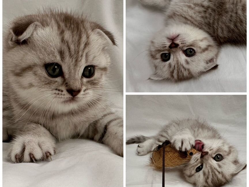 Шотладские вислоухие котята