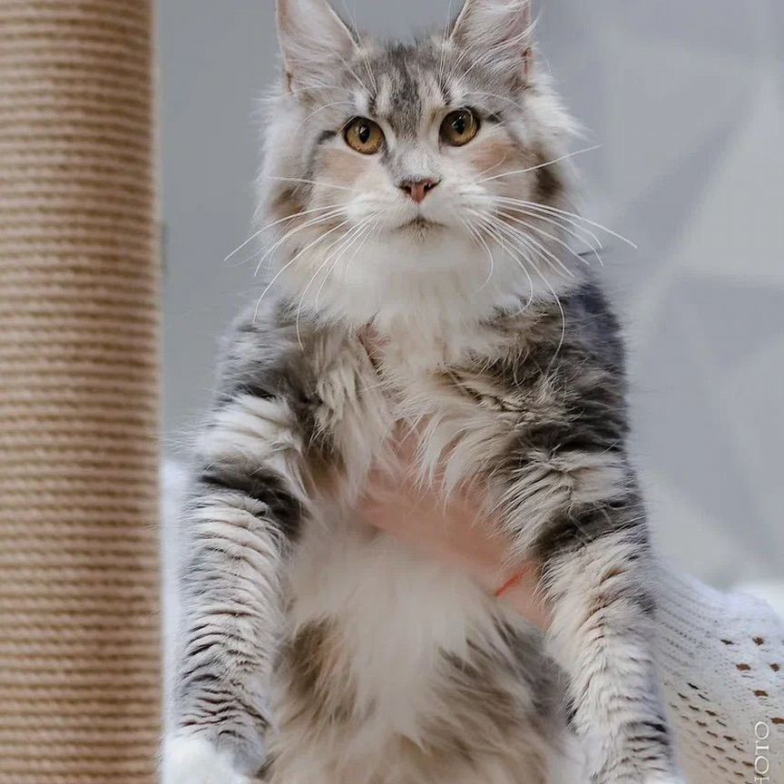 Мейн-кун девочка подросток в любимцы и разведение