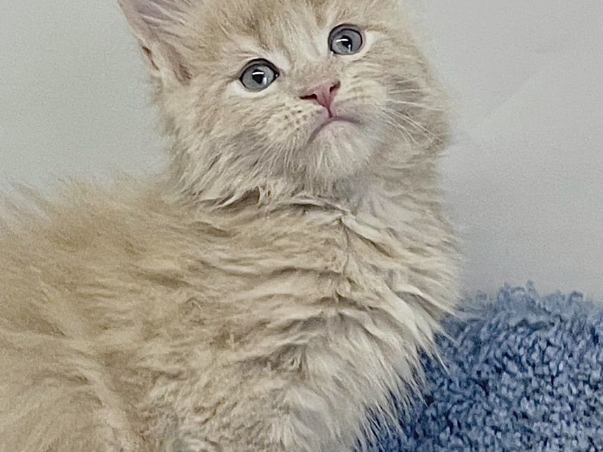 Мейн кун котенок