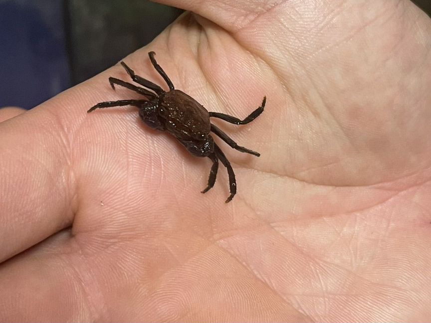 Краб аквариумный