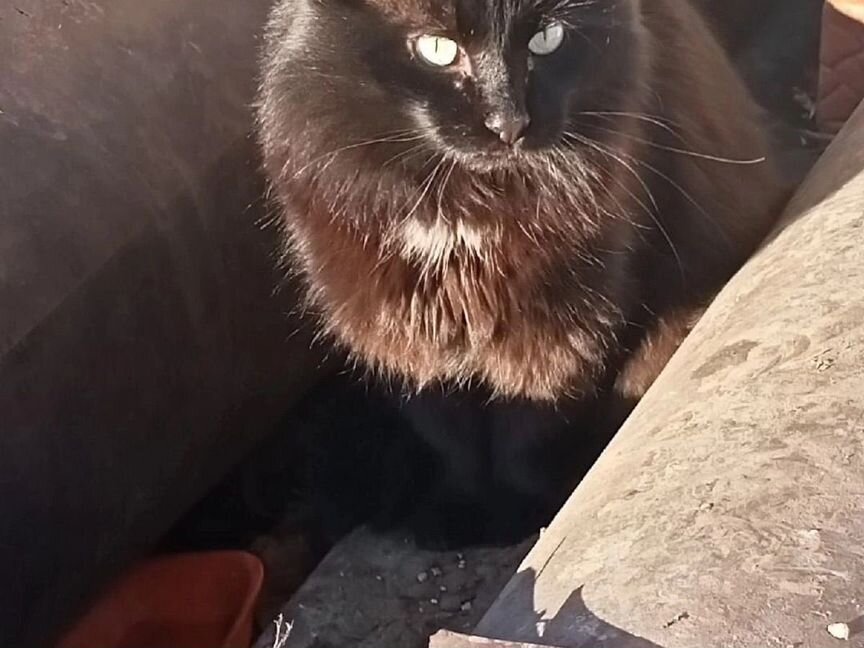 Котик в беде