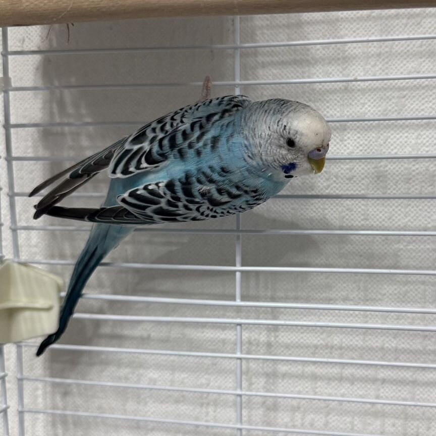 Волнистый попугай