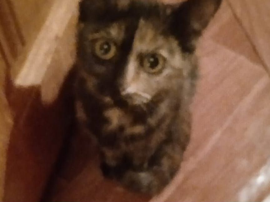 Кошка подросток осталась одна