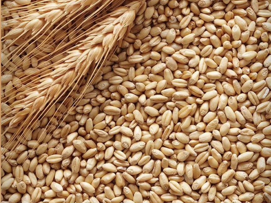 Продам фуражное зерно